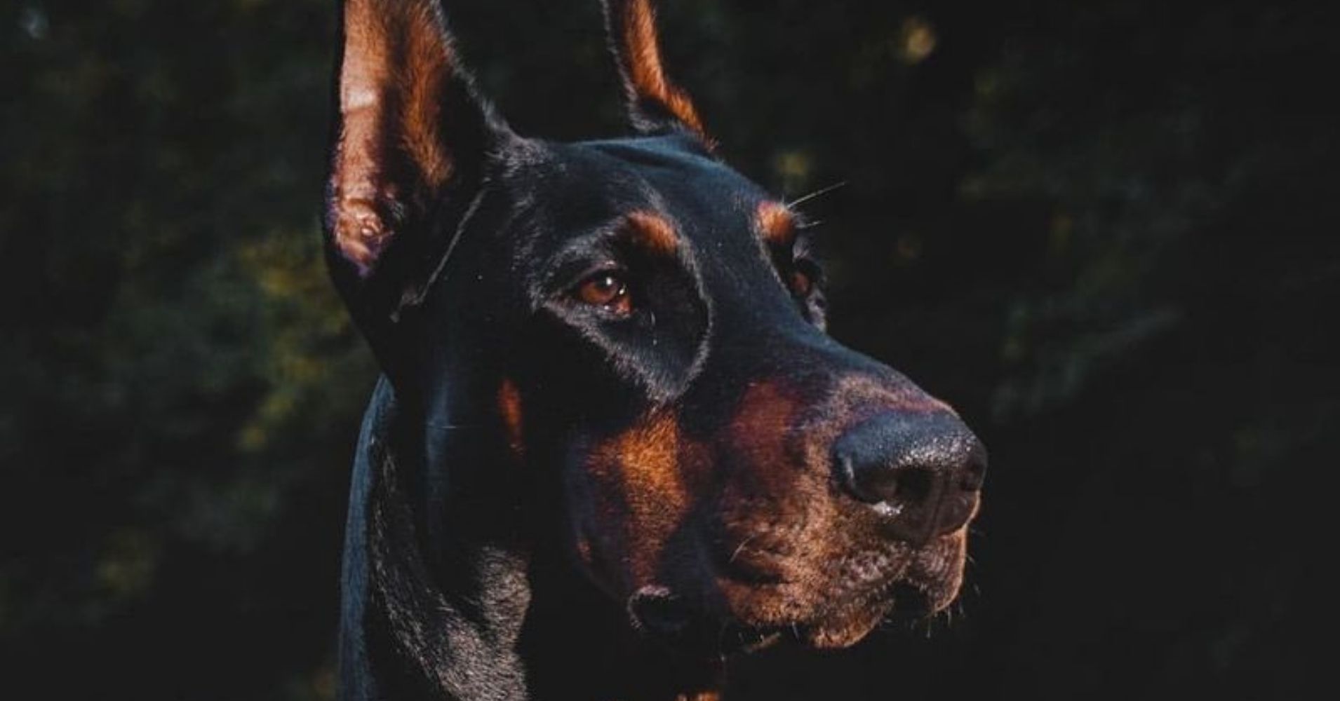 19 Fierce-Looking Dog Breeds That Are Surprisingly Gentle and Loving at ...