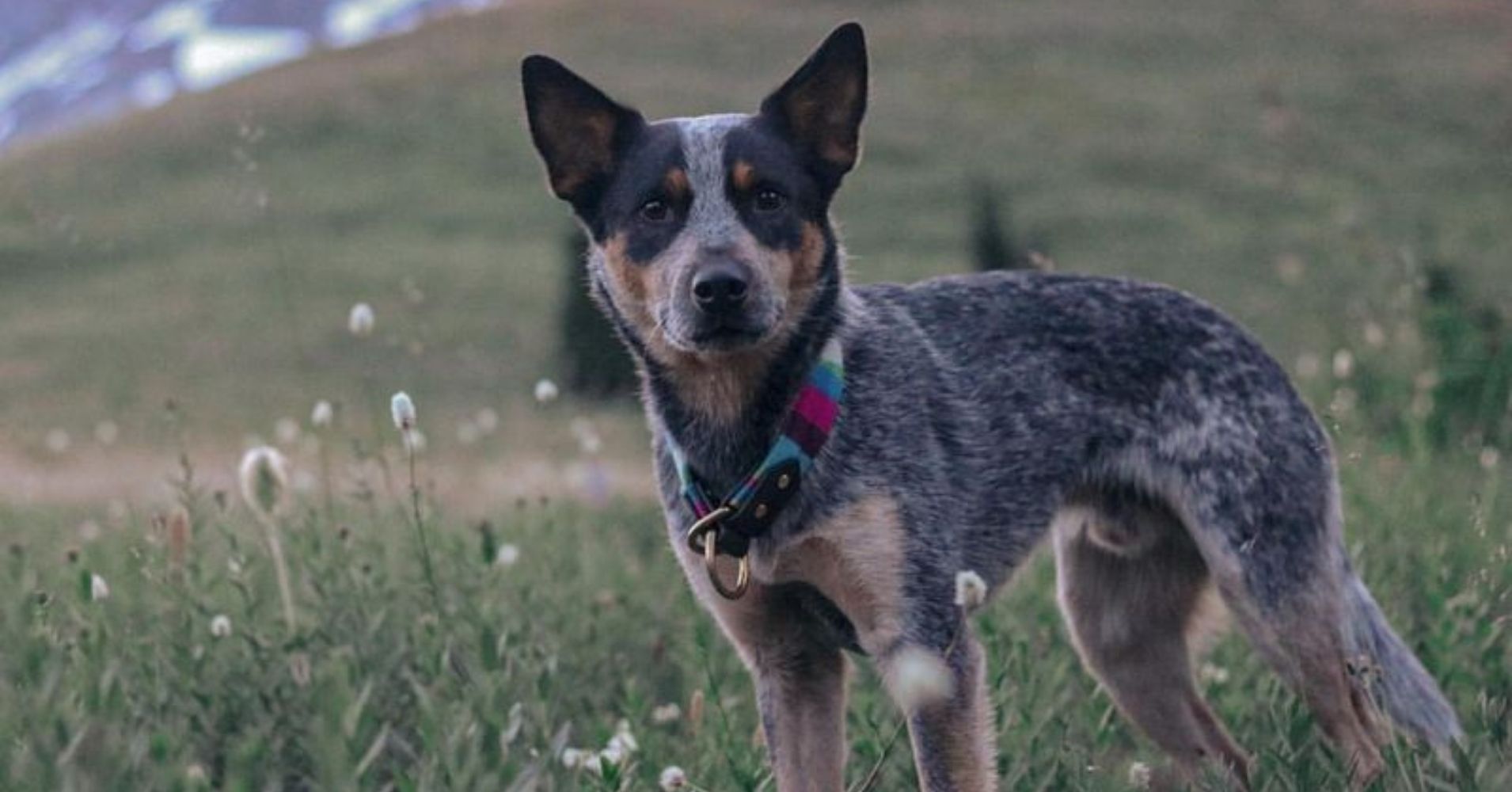 20 Fascinating Facts About Australian Cattle Dogs You Might Not Know ...