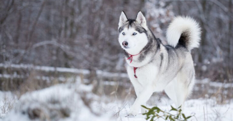 20 Fascinating Facts About Huskies and What Makes Them Unique - Epic ...