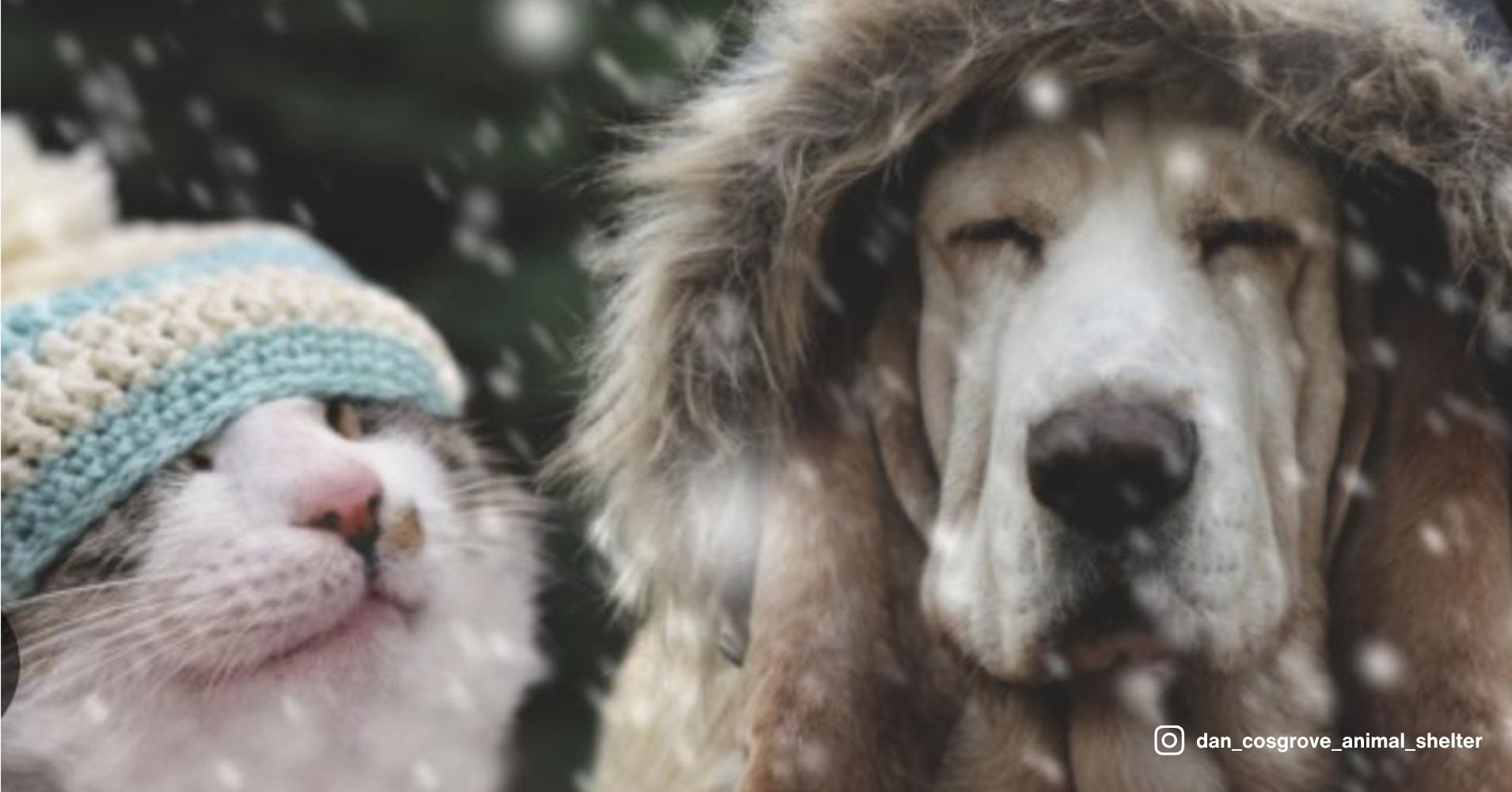 21 Animals That Dogs Absolutely Dislike - Epic dogs tales