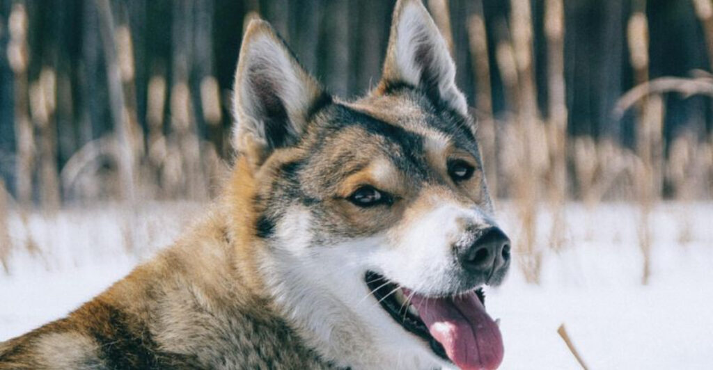 21 Fierce-Looking Dogs That Resemble Wolves but Are Actually Loving ...