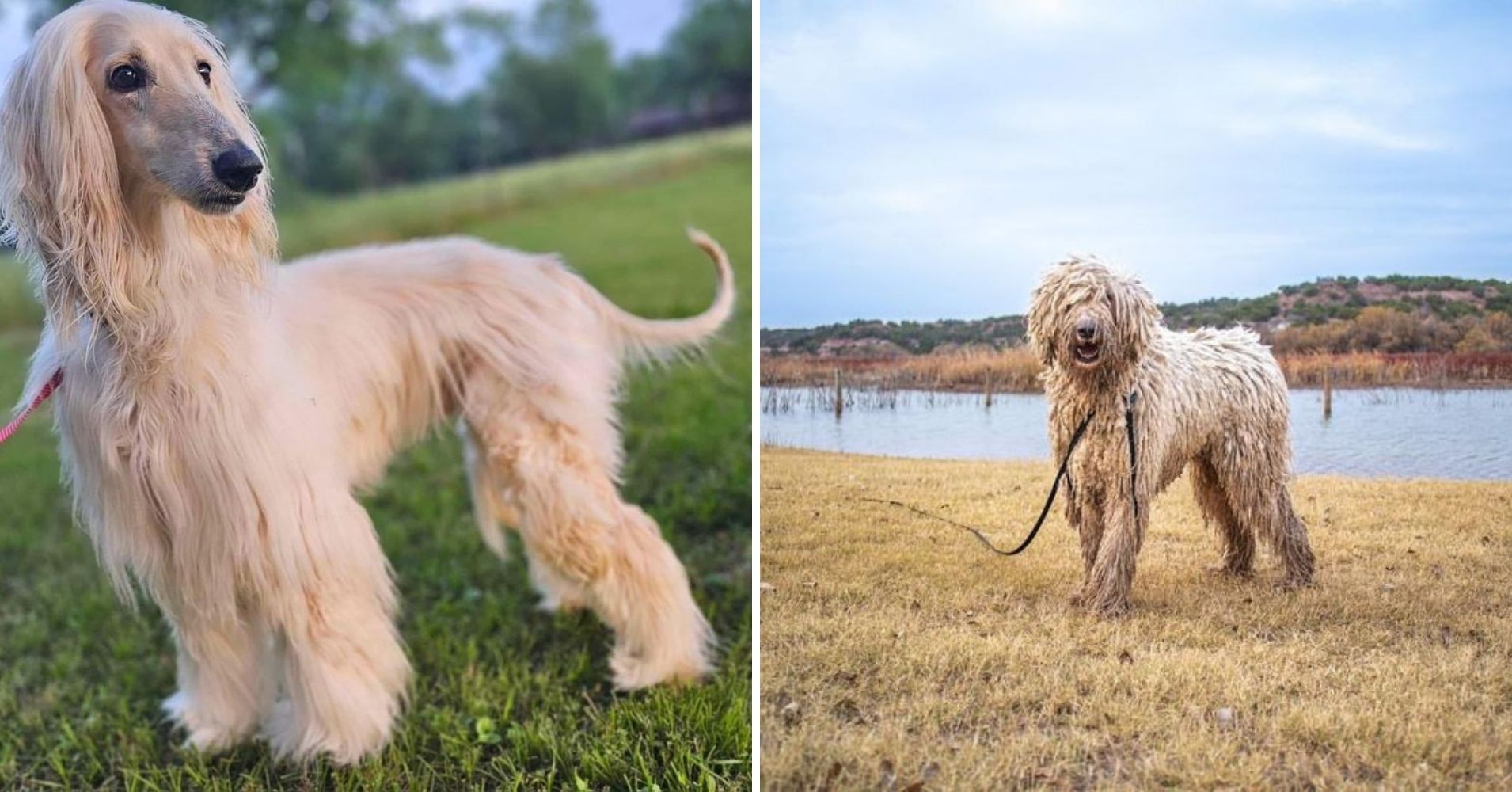 20 Unique Dog Breeds with Extraordinary Features You’ll Fall in Love ...
