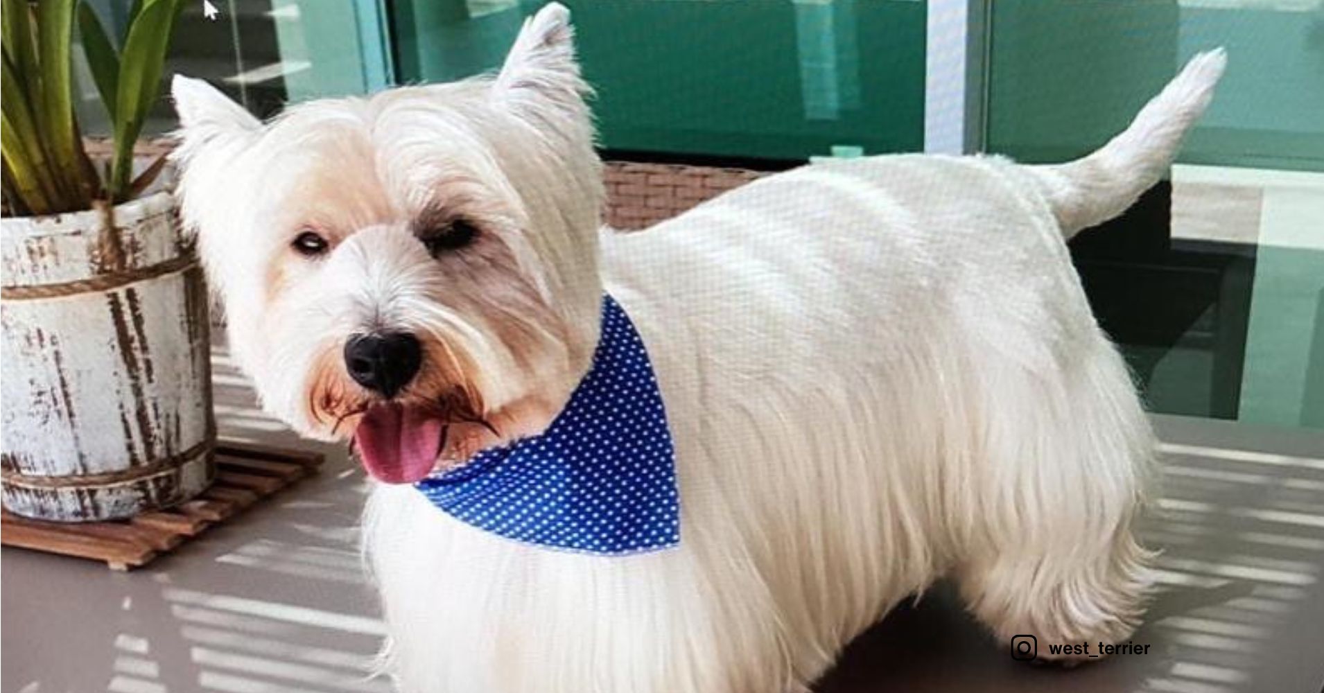 22 Breathtaking Dog Breeds with Stunning Snow-White Fur - Epic dogs tales