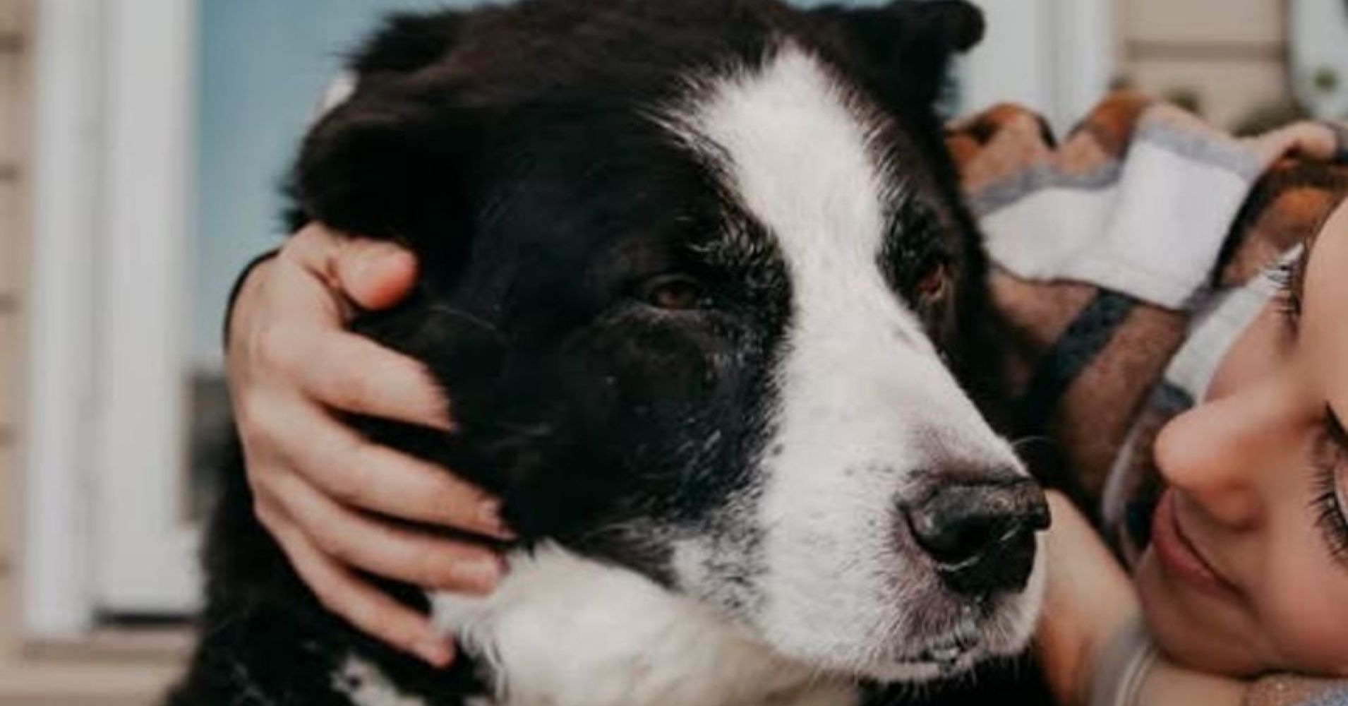22 Dog Breeds Naturally Destined to Be Your Best Friend - Epic dogs tales