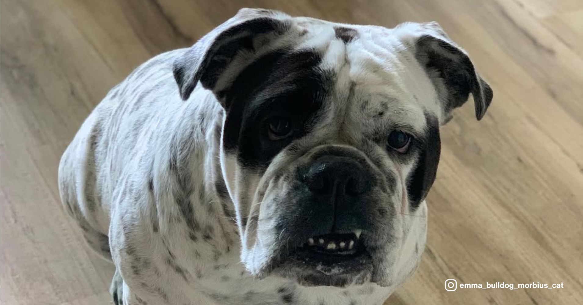 22 Unusual Dog Mixes You May Have Never Encountered - Epic dogs tales