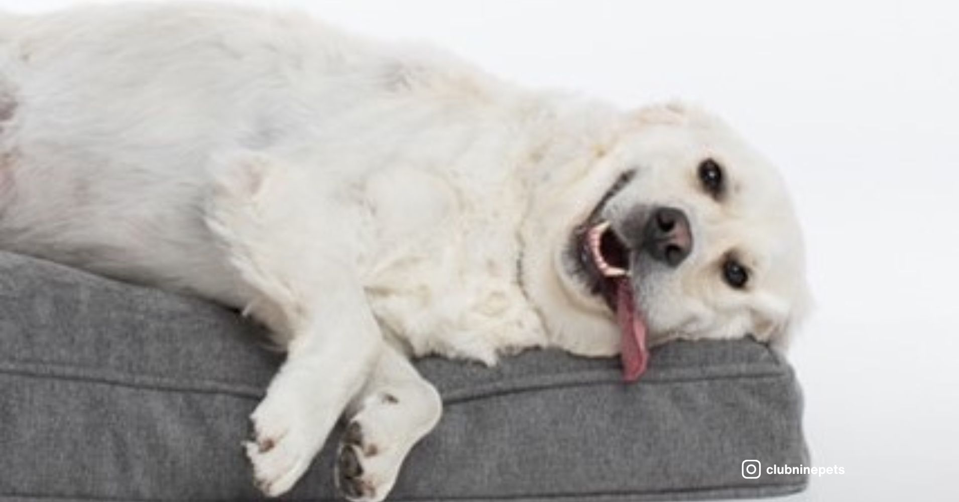 26 Affectionate Dog Breeds That Are Perfect for Emotional Support ...