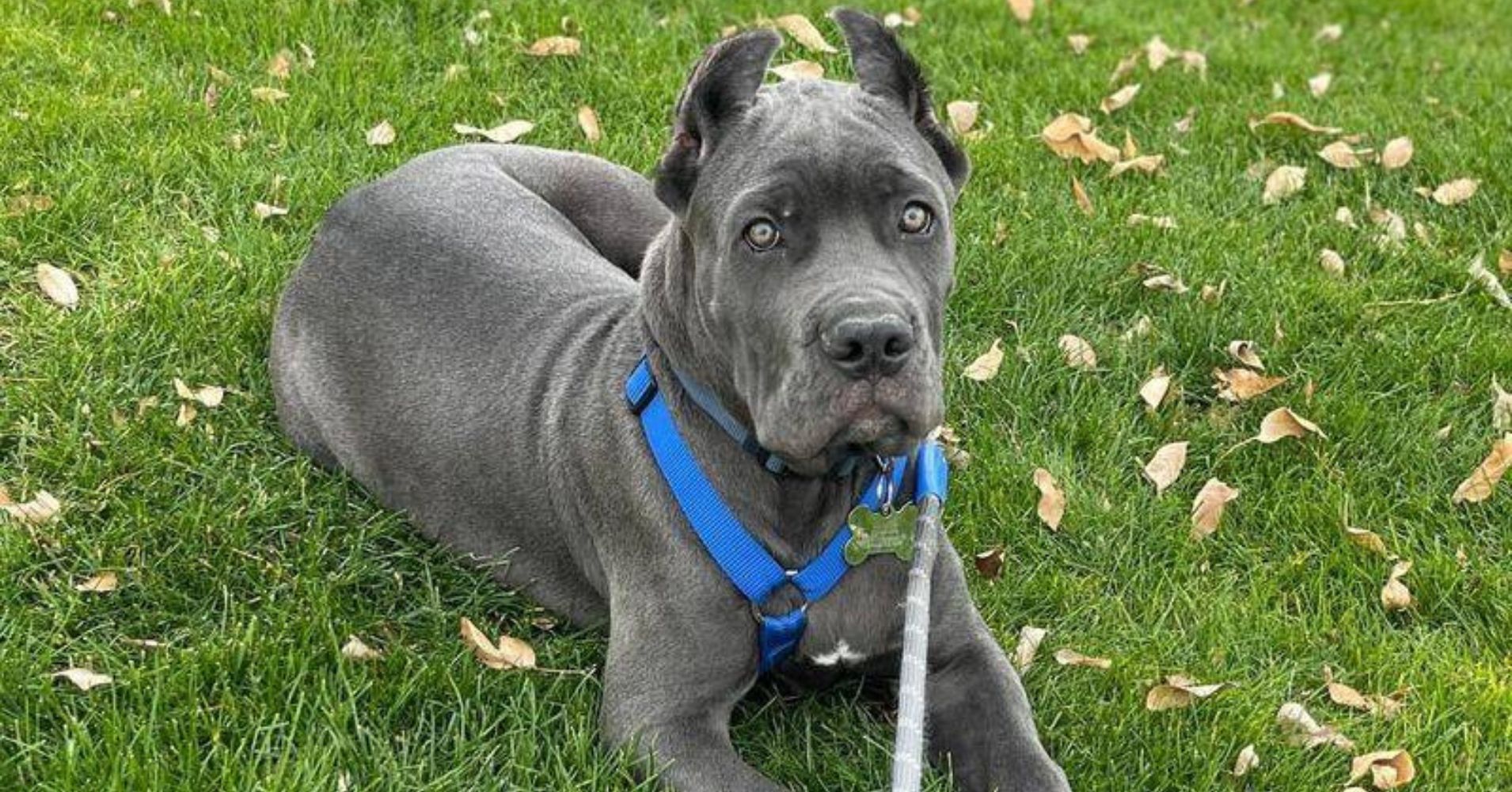 23 Striking Blue-Coated Dog Breeds That Capture Hearts and Attention ...