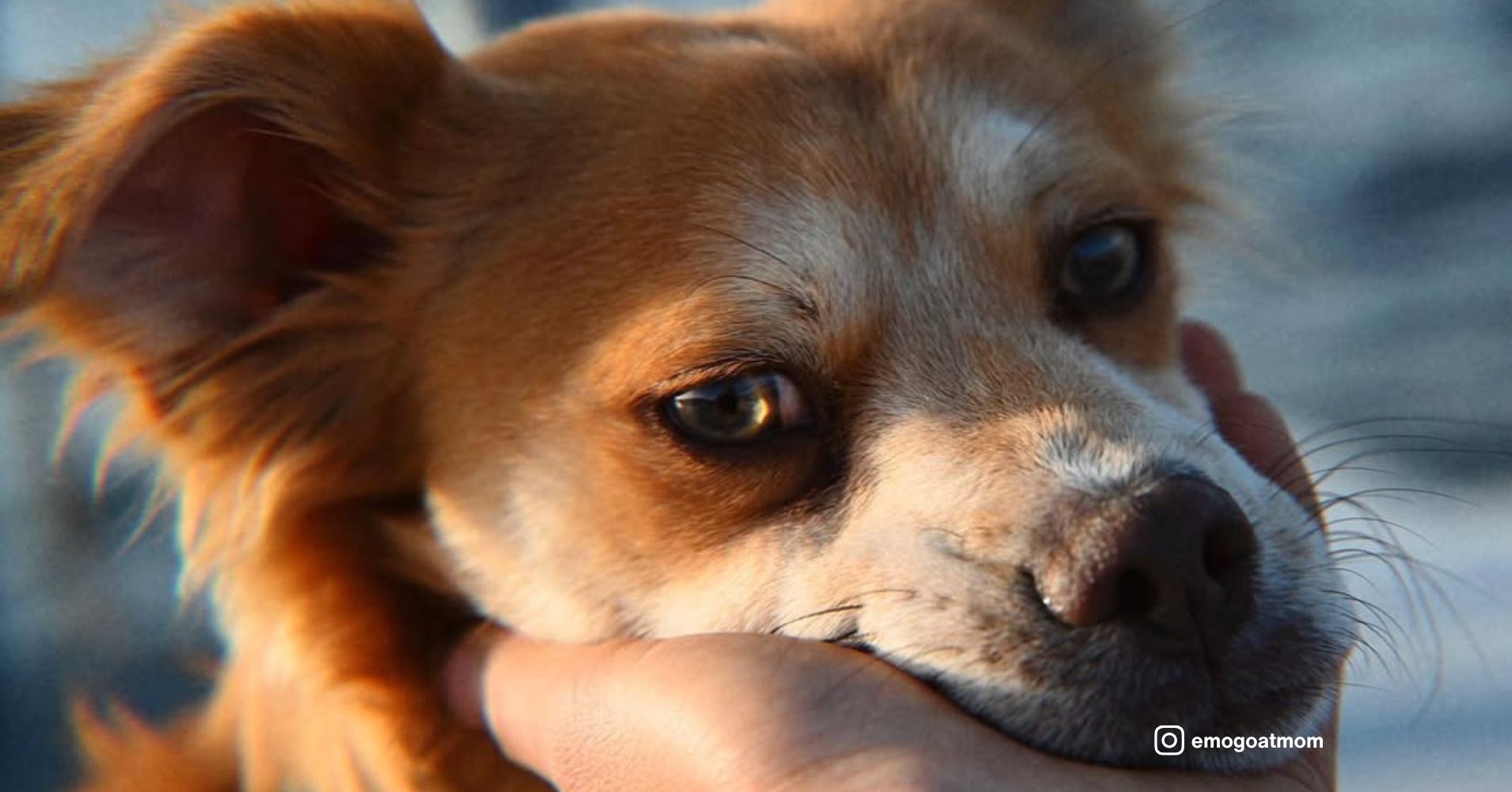 24 Dog Breeds Known for Being the Least Obedient - Epic dogs tales