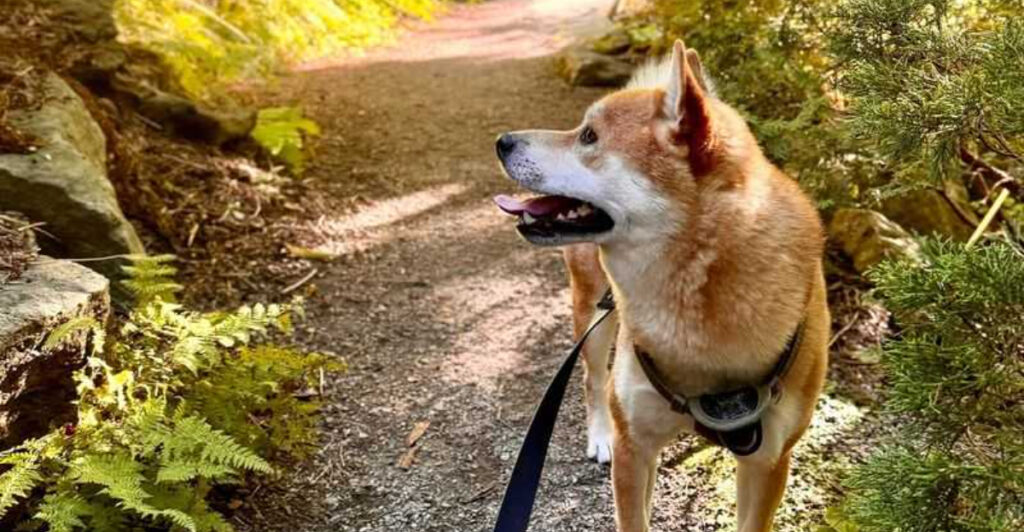 24 Dog Breeds That Thrive in Outdoor Environments - Epic dogs tales