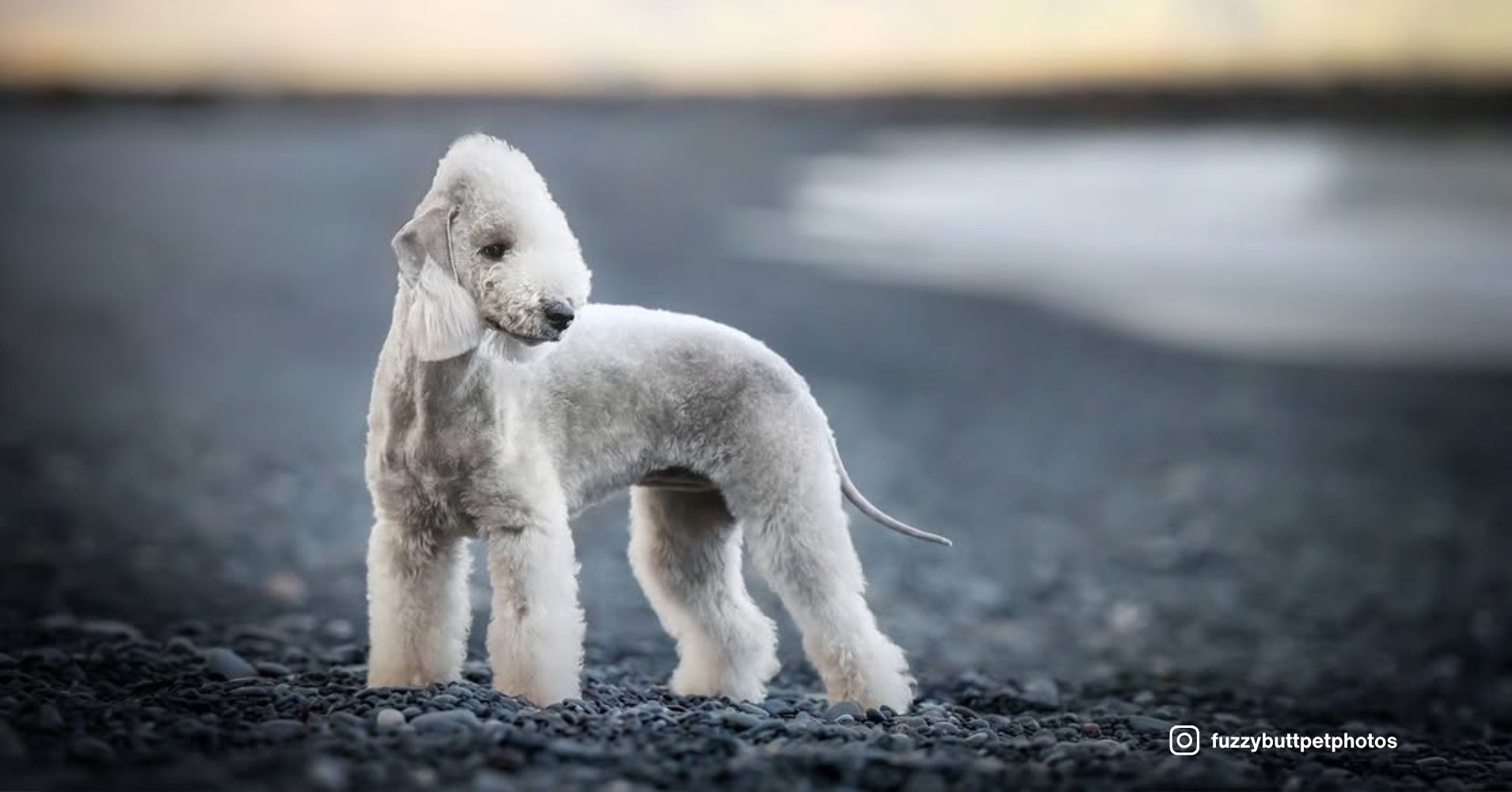 24 Unusual and Unique Dog Breeds You'll Instantly Fall in Love With ...