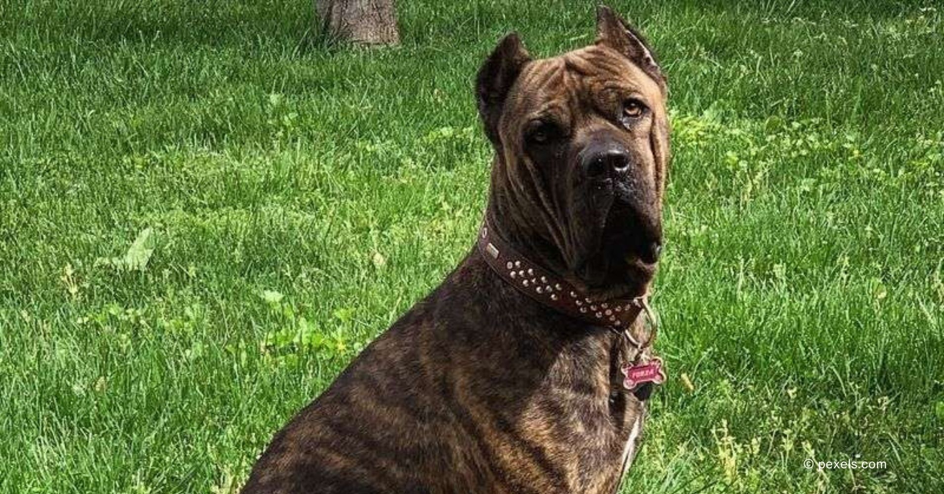 25 Beautiful Brindle-Coated Dog Breeds You Should Discover - Epic dogs ...