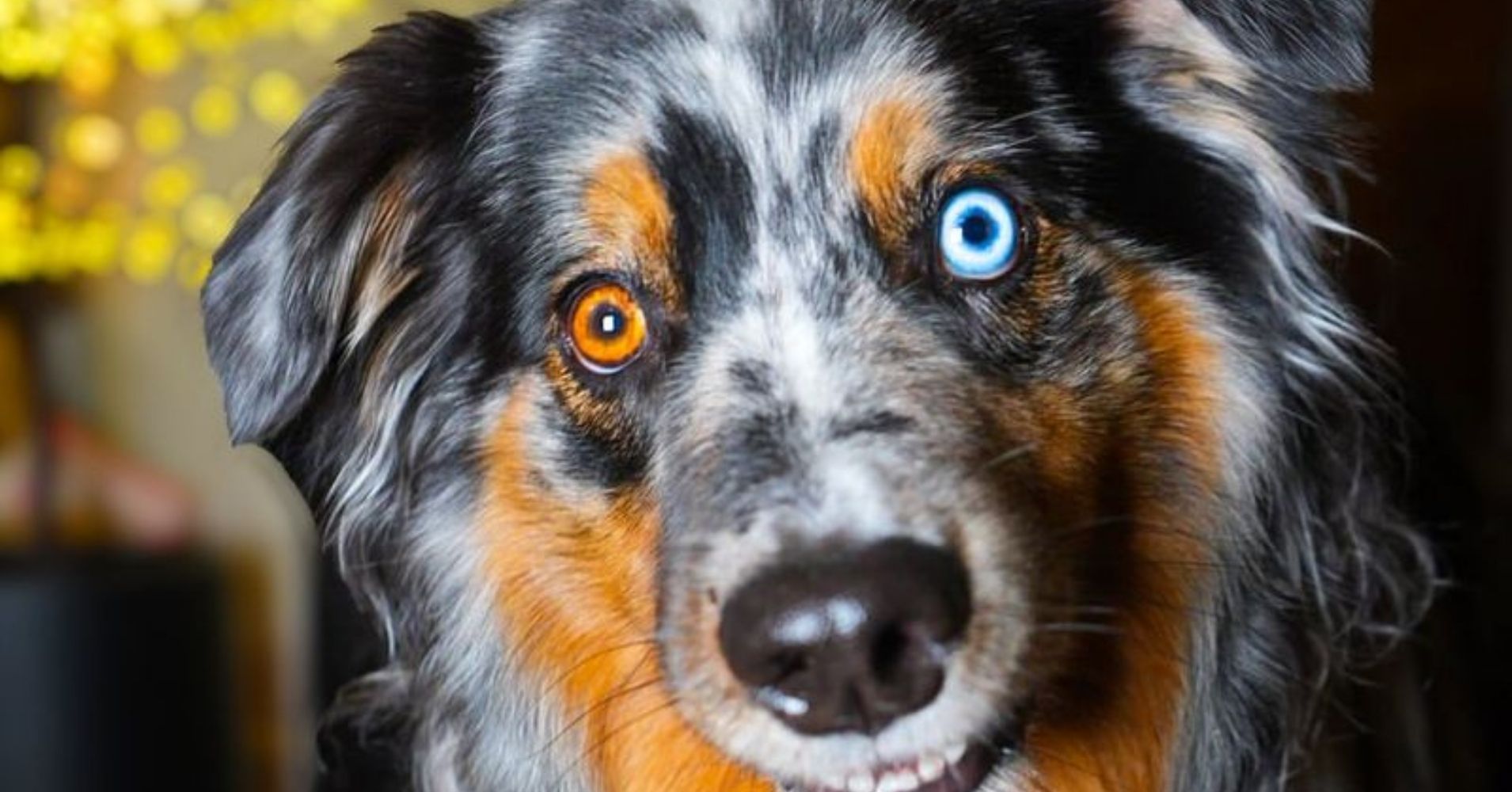 25 Dog Breeds with Mesmerizing Eyes That Will Captivate You - Epic dogs ...