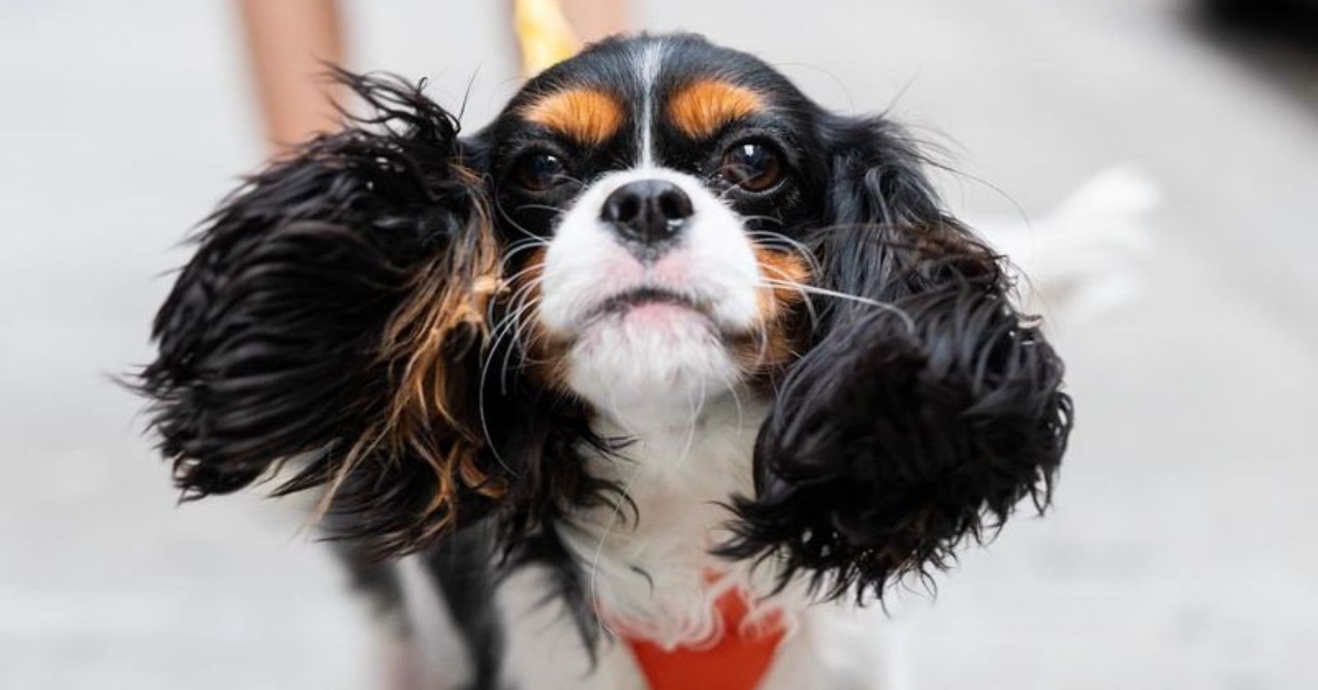 25 Dog Breeds with Regal Attitudes and Majestic Charm - Epic dogs tales