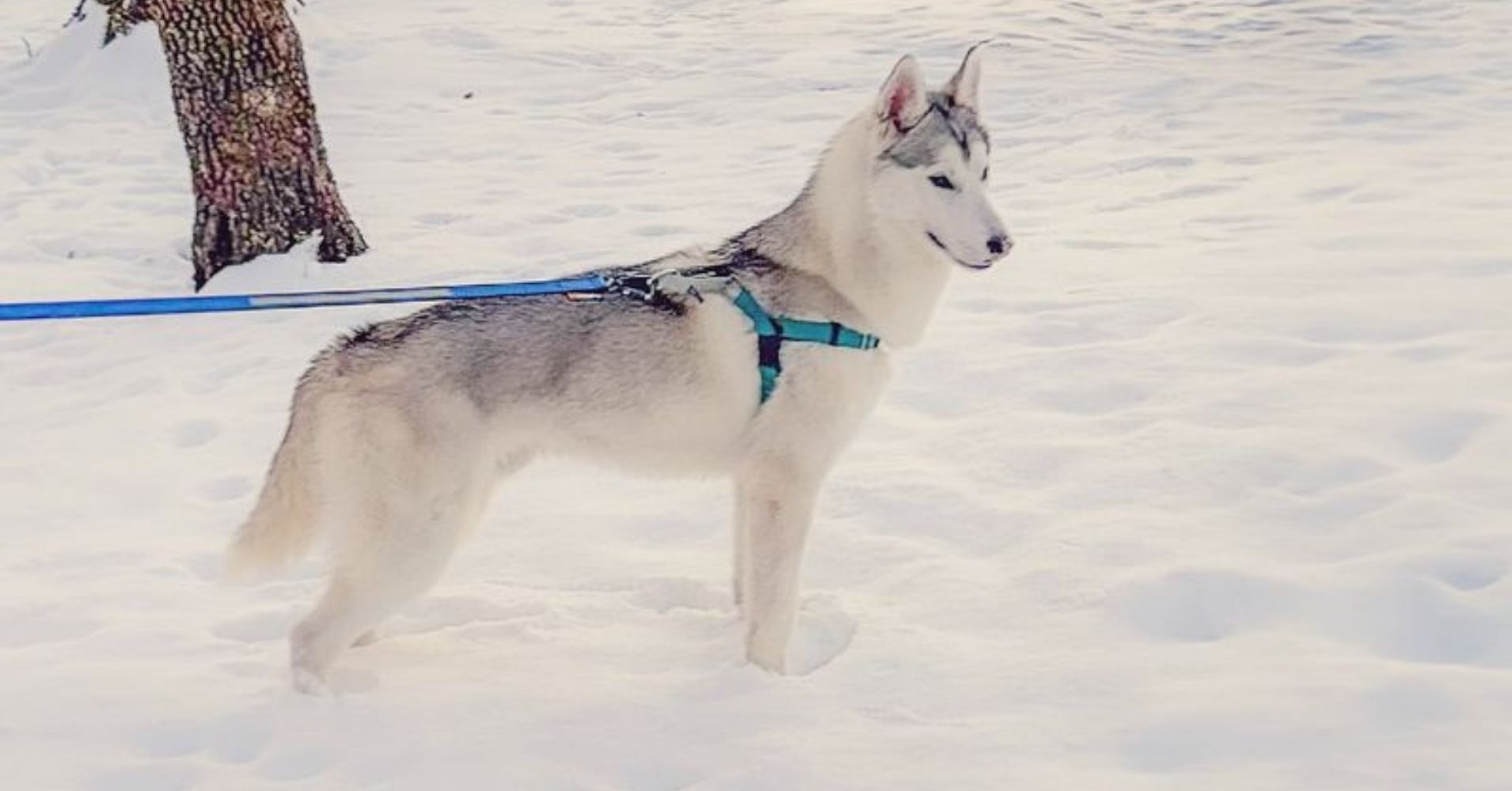 25 Unique Traits and Characteristics of the Siberian Husky - Epic dogs ...
