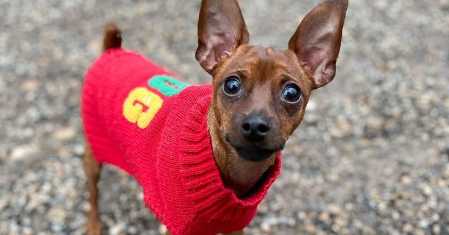 26 Cute Small Dog Breeds with Bold and Vibrant Personalities - Epic ...