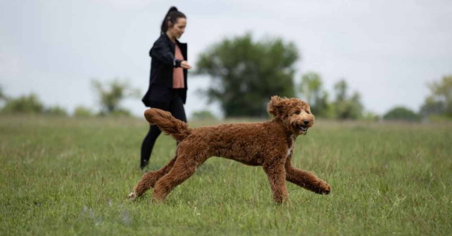 26 Dog Breeds Known for Forming Deep Emotional Bonds with Humans - Epic ...