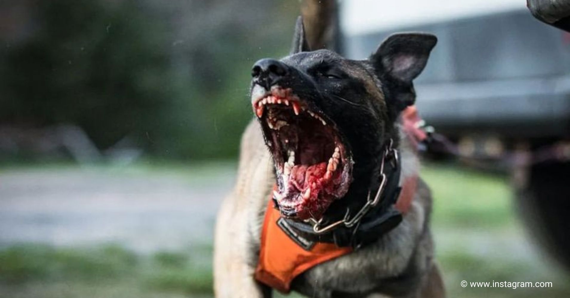 26 Dog Breeds Often Considered the Most Dangerous and Why - Epic dogs tales