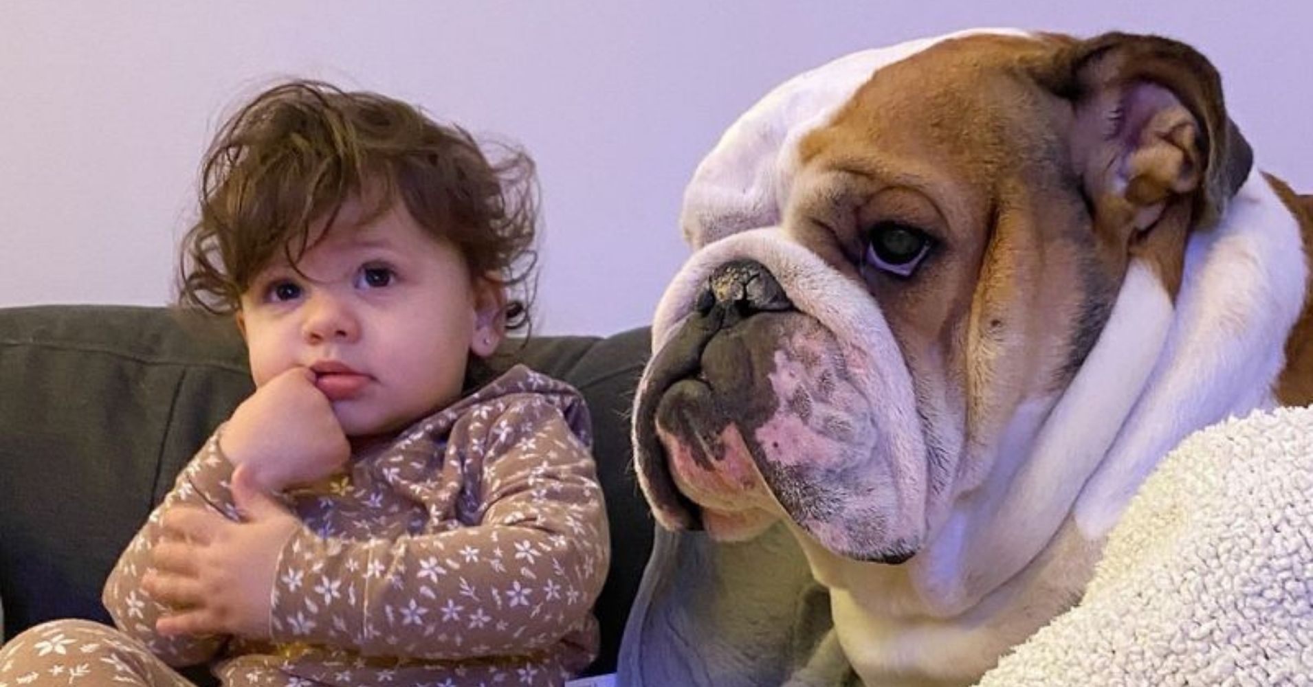 26 Dog Breeds Perfect for Families Looking for a Loyal Best Friend ...