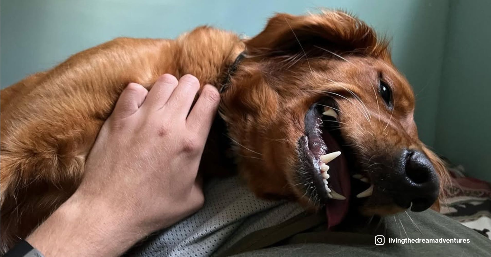 26 Dog Breeds That Always Seem to Be Smiling - Epic dogs tales