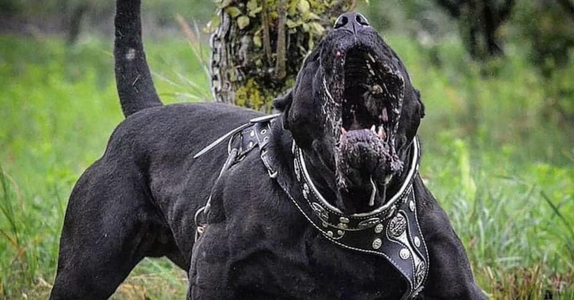 26 Intimidating Dog Breeds Known for Their Fierce Reputation - Epic ...