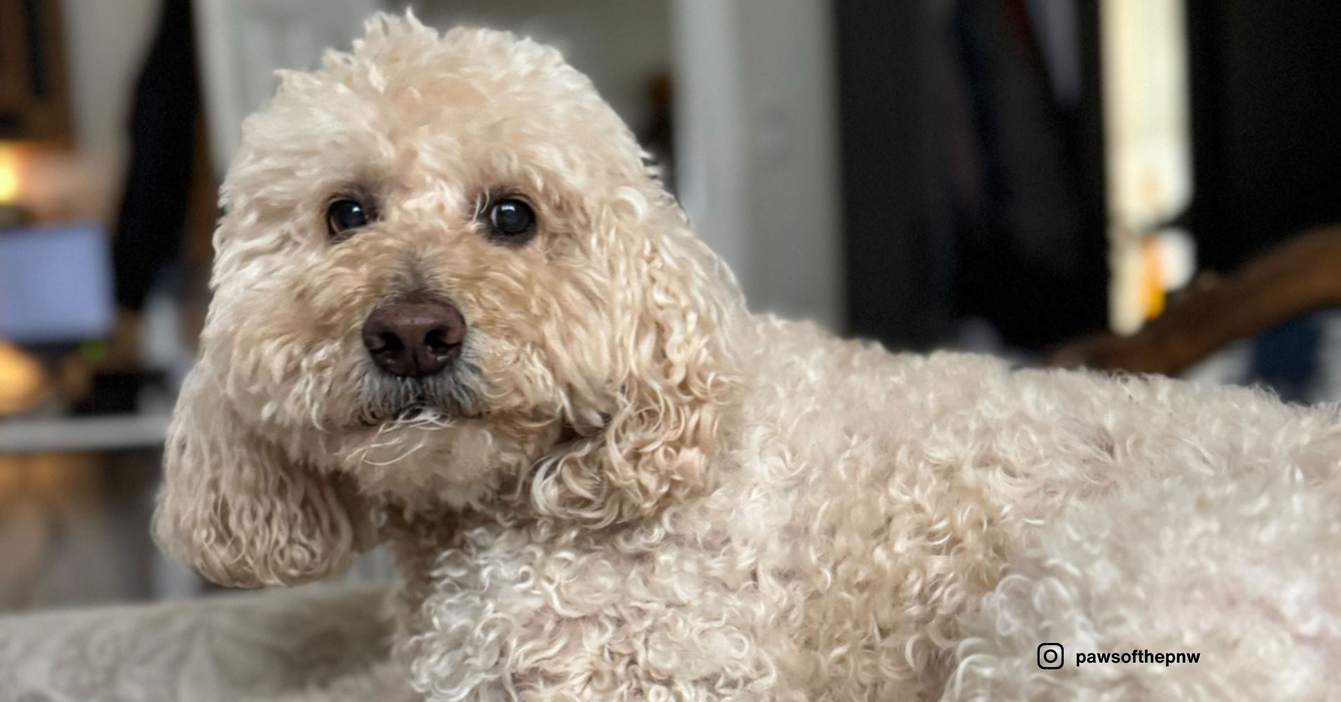 26 Irresistible Doodle Breeds Winning Hearts Everywhere - Epic dogs tales