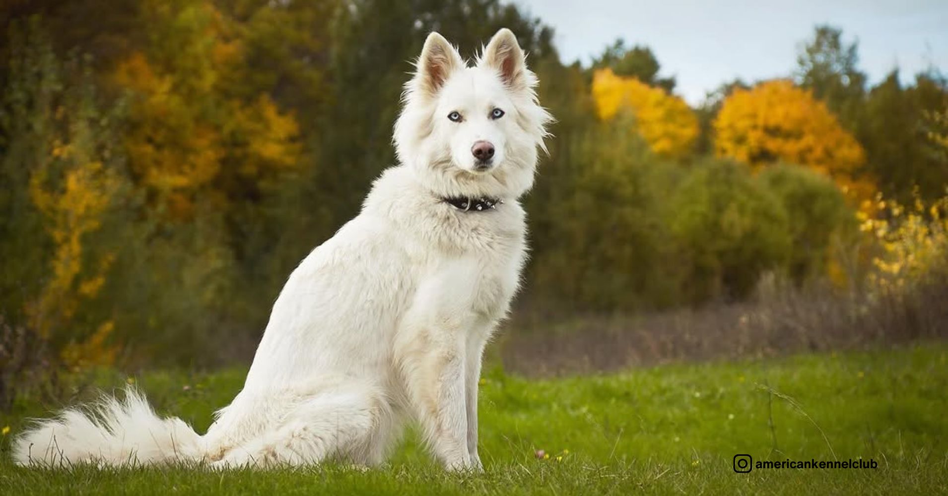 26 Rare Dog Breeds That Will Steal Your Heart - Epic dogs tales