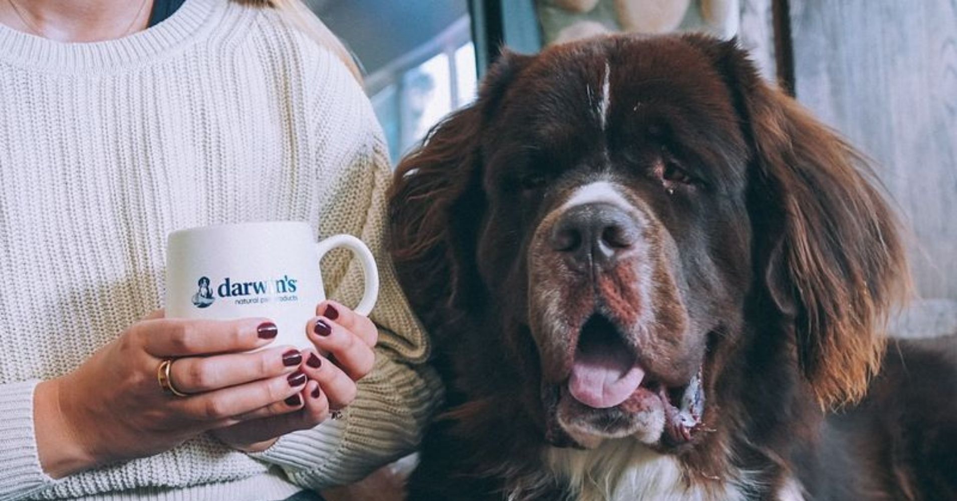 26 Relaxed Dog Breeds That Don’t Require Constant Attention - Epic dogs ...