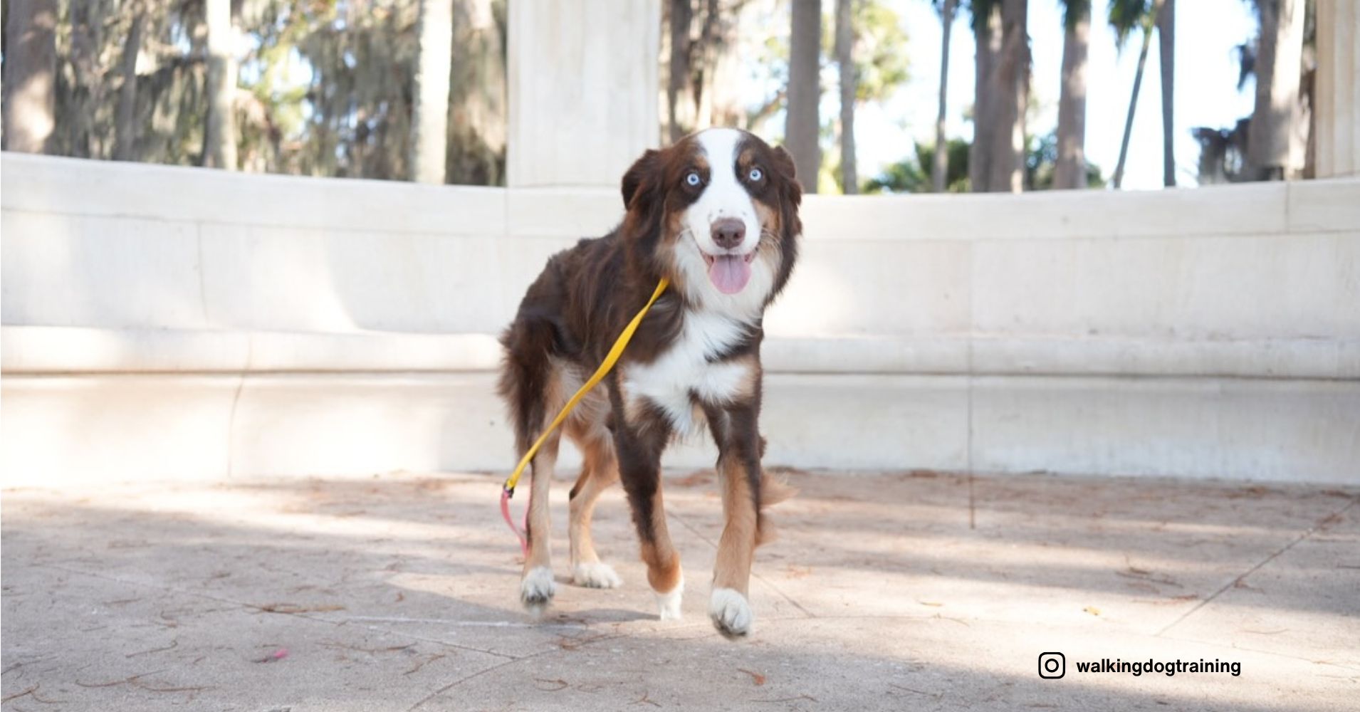 27 Dog Breeds That Prefer People Over Other Dogs - Epic dogs tales