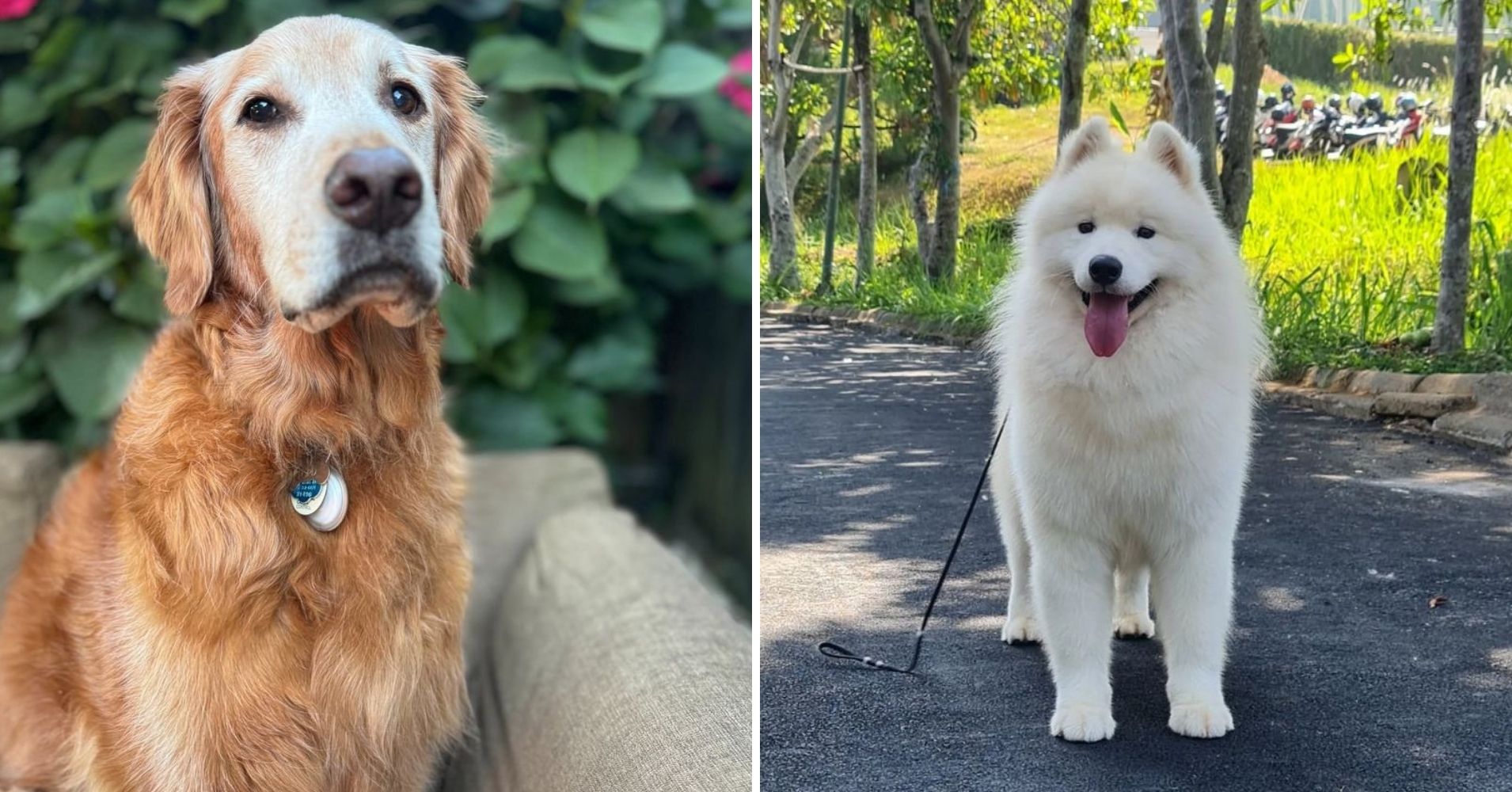 8 Problem-Solving Dog Breeds (and 8 That Mend Your Heart) - Epic dogs tales