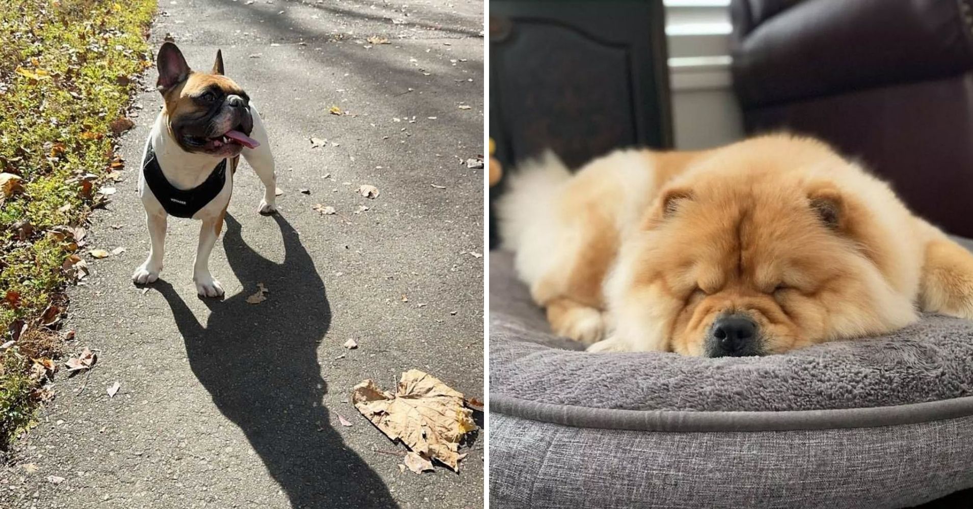 9 Clingy Dog Breeds That Stick by Your Side (and 9 That Love Staying in ...