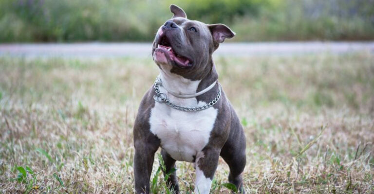 American Pit Bull Terrier: 20 Pros and Cons to Help You Decide if They ...