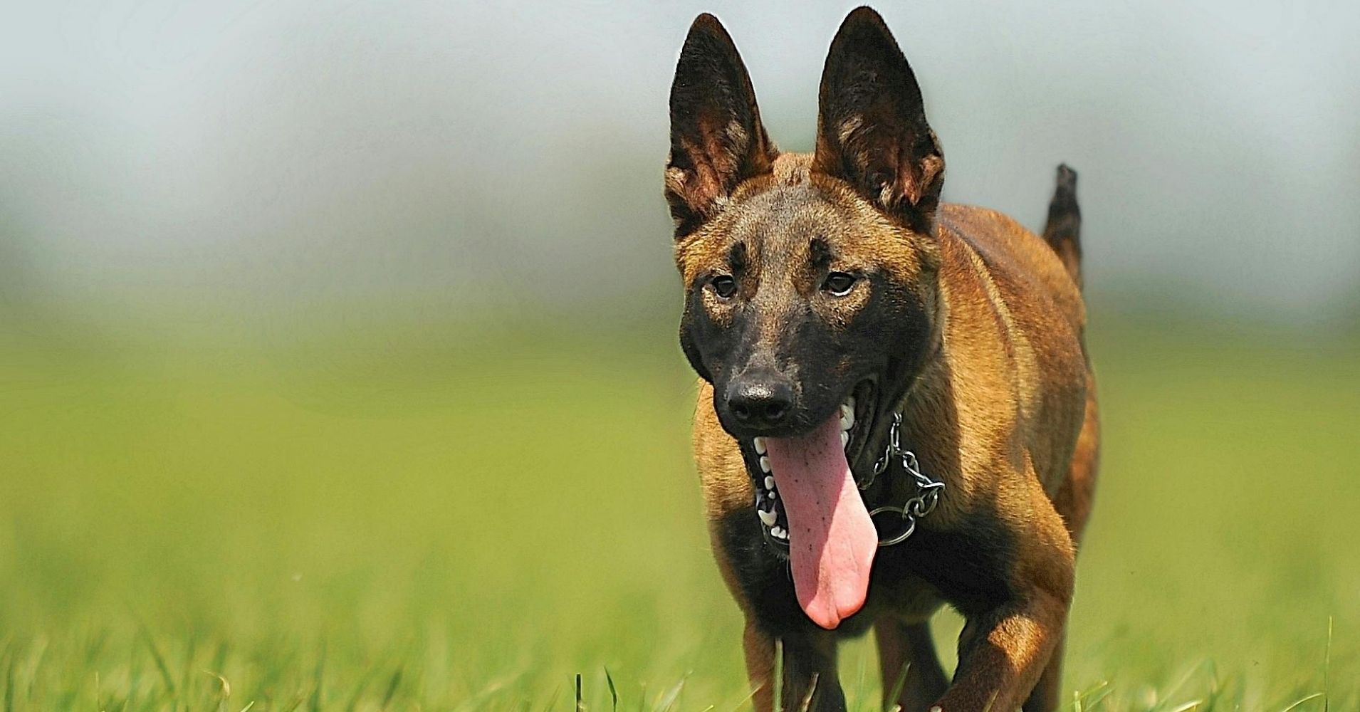 Belgian Malinois: Pros and Cons to Consider Before Owning This ...