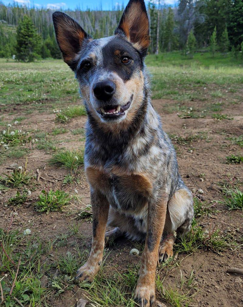 11 Essential Facts About the Blue Heeler: The Australian Cattle Dog ...