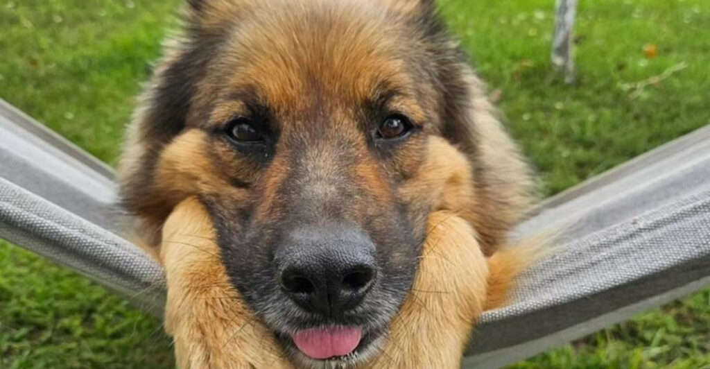 How 100 Years of Breeding Has Changed These Popular Dog Breeds: 19 ...