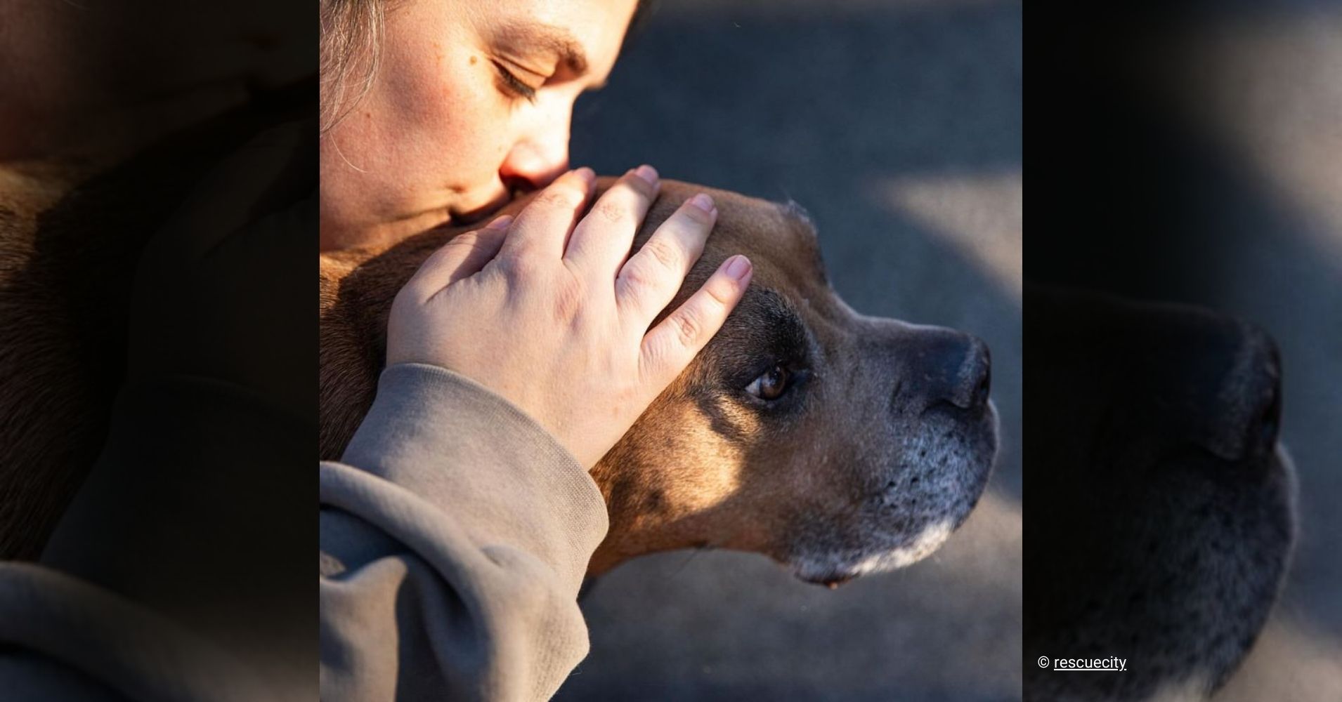 How Adopting a Shelter Dog Changed My Life - Epic dogs tales