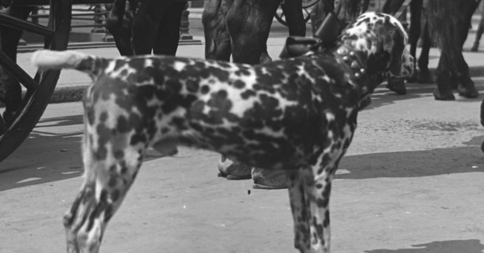 How Dog Breeds Have Changed Since the 1980s - Epic dogs tales