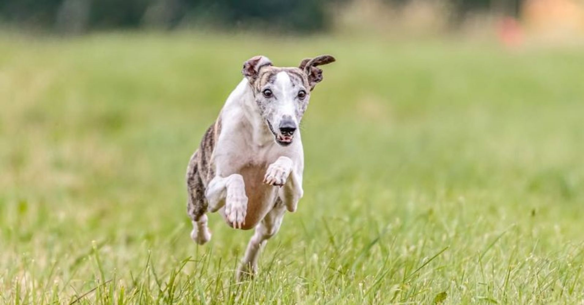 Lightning-Fast Dog Breeds Designed for Speed - Epic dogs tales