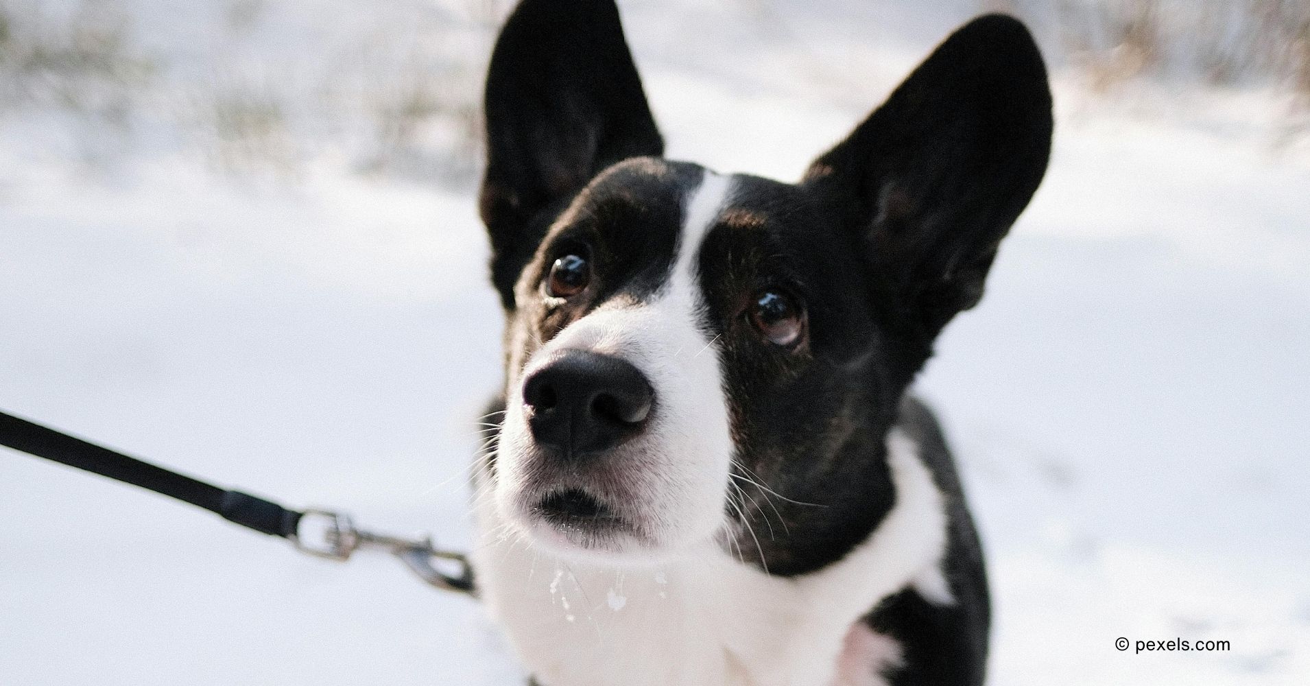 Most Headstrong Dog Breeds: Challenging Yet Lovable Companions - Epic ...