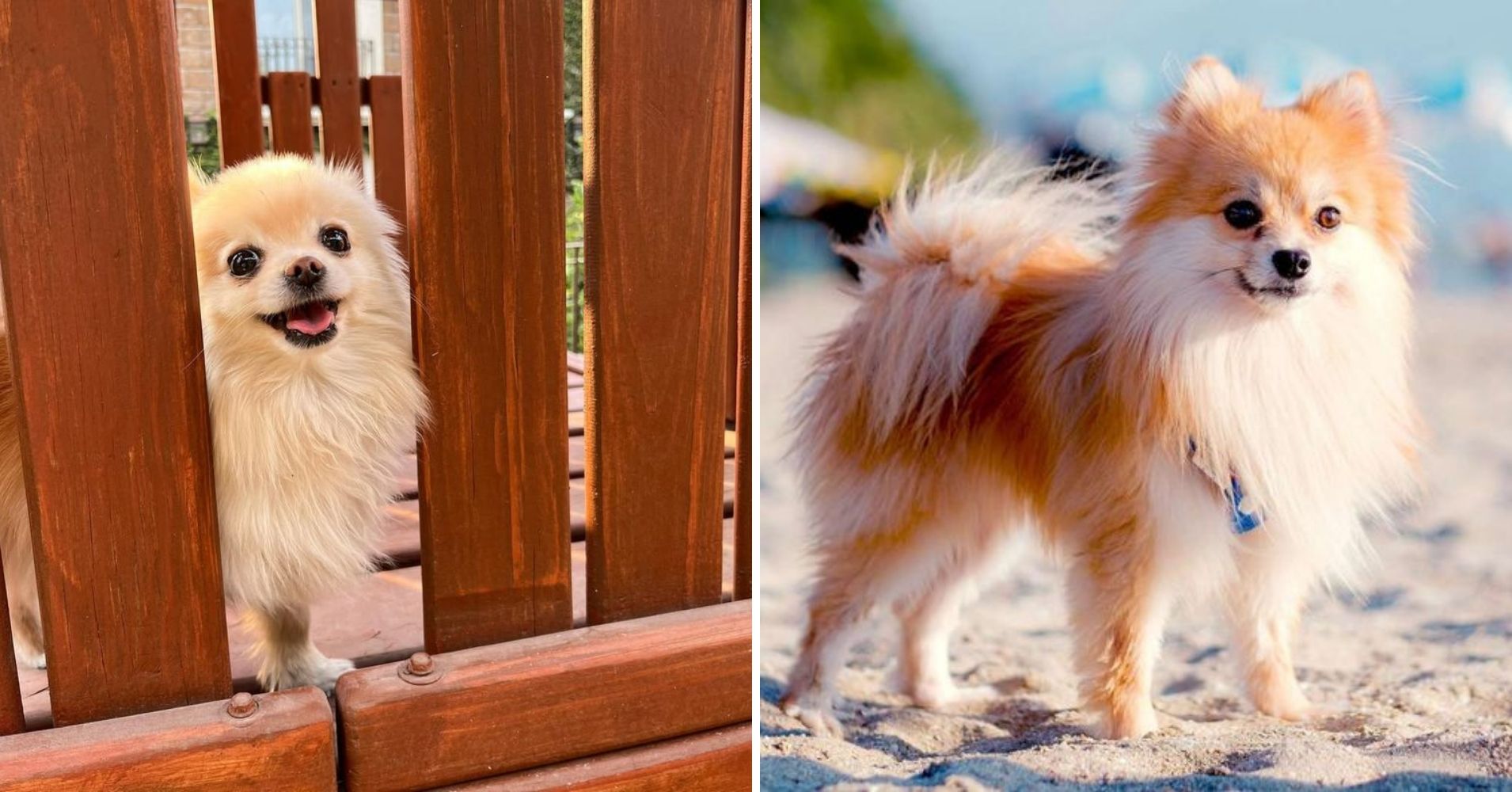 Pomchi: 20 Essential Traits and Care Tips for This Charming Designer Breed - Epic dogs tales