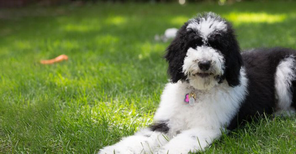 Sheepadoodle: Key Characteristics, Unique Personality, and Care Tips ...