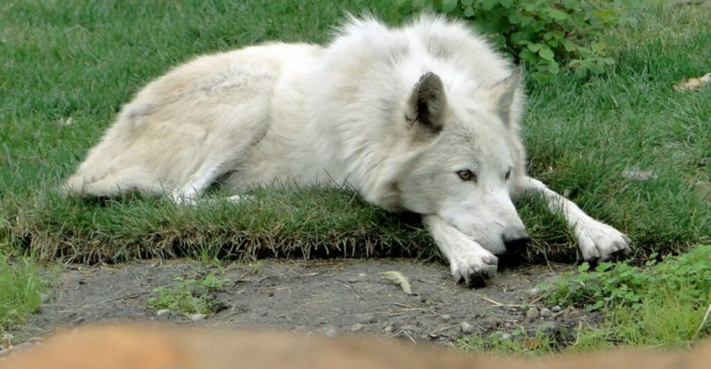 States Where You Can Legally Own a Wolfdog - Epic dogs tales States Where You Can Legally Own a Wolfdog - Epic dogs tales