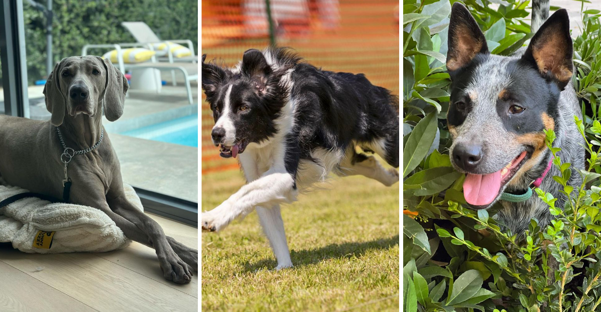 Statistics Uncover the 12 Most Challenging Dog Breeds - Epic dogs tales