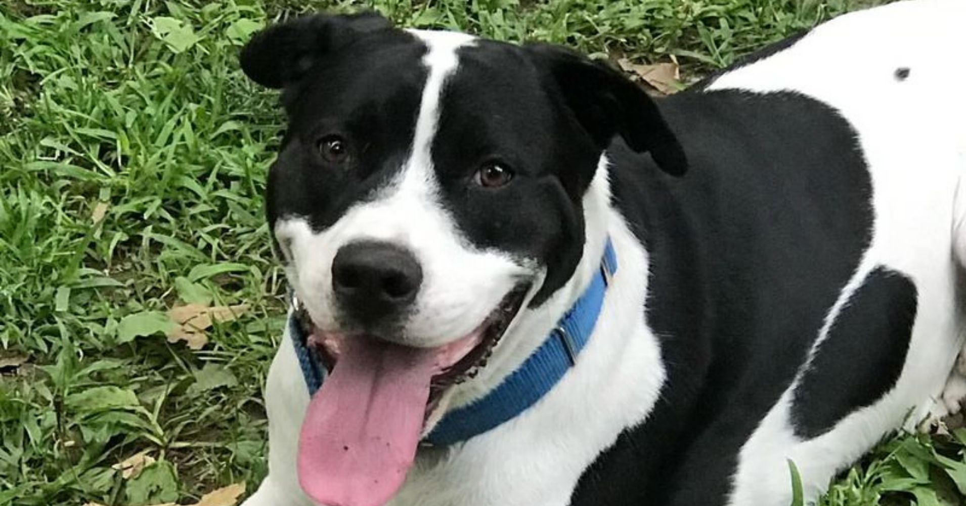 The 12 Truth About Mixed Breeds: Why They Make Amazing Pets - Epic dogs ...