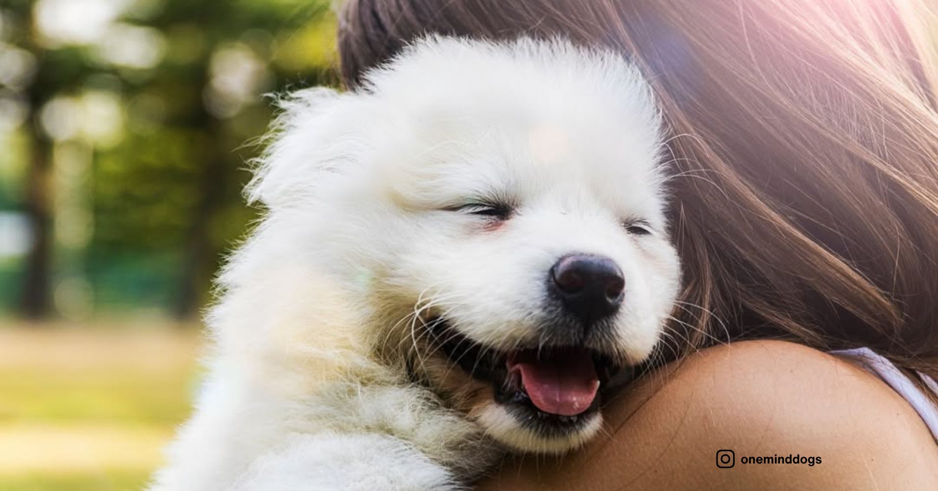 26 Incredibly Friendly Dog Breeds You'll Adore at First Sight - Epic ...