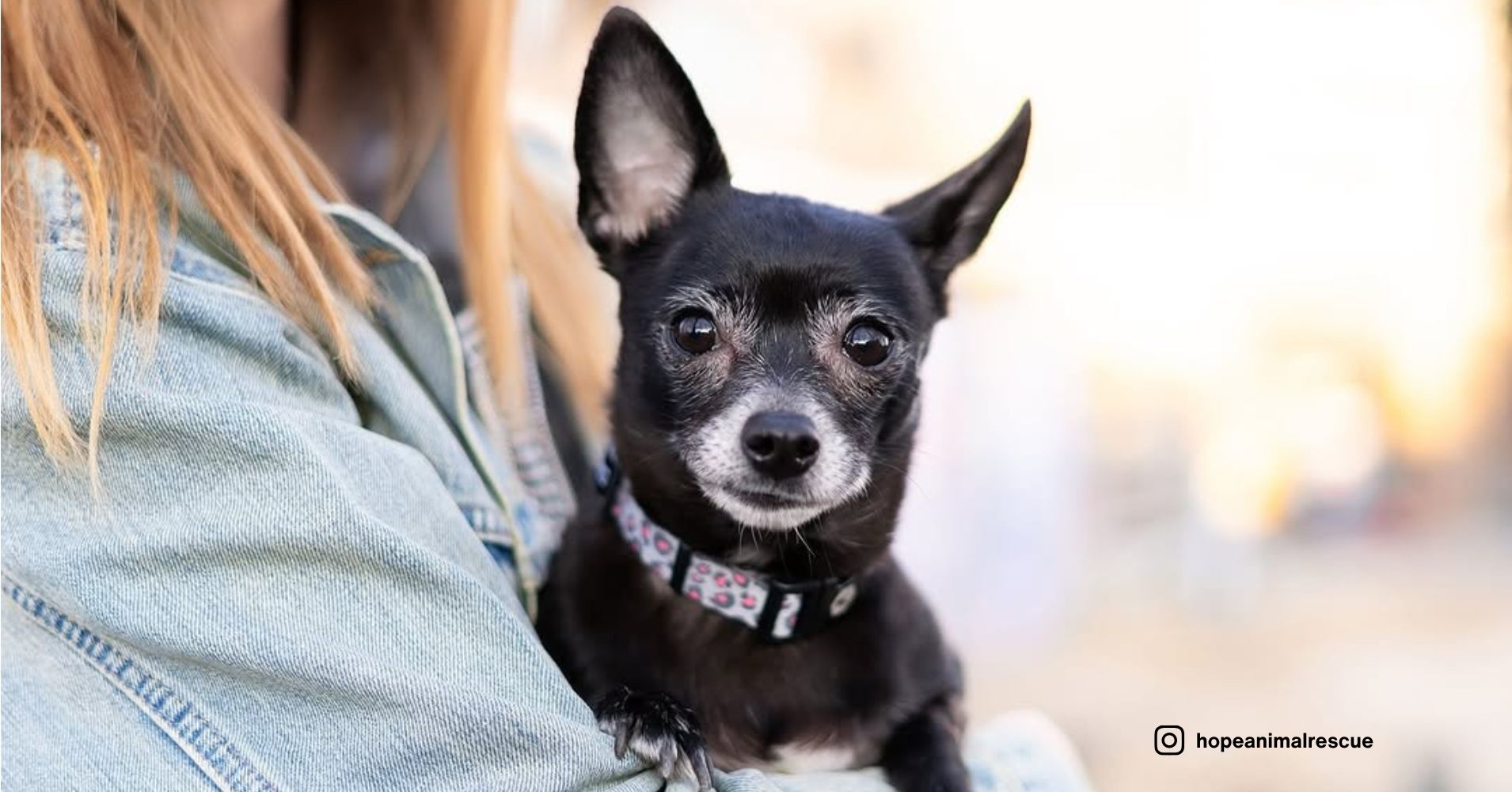 The Small but Powerful Chihuahua: 21 Things You Need to Know About This ...