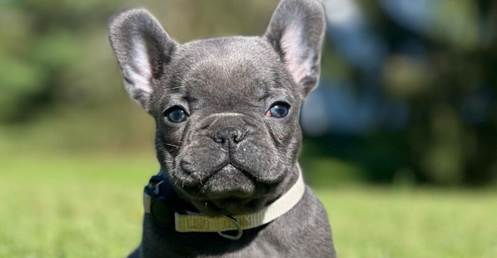 The Ultimate Ranking of the 26 Most Adorable Dog Breeds - Epic dogs tales