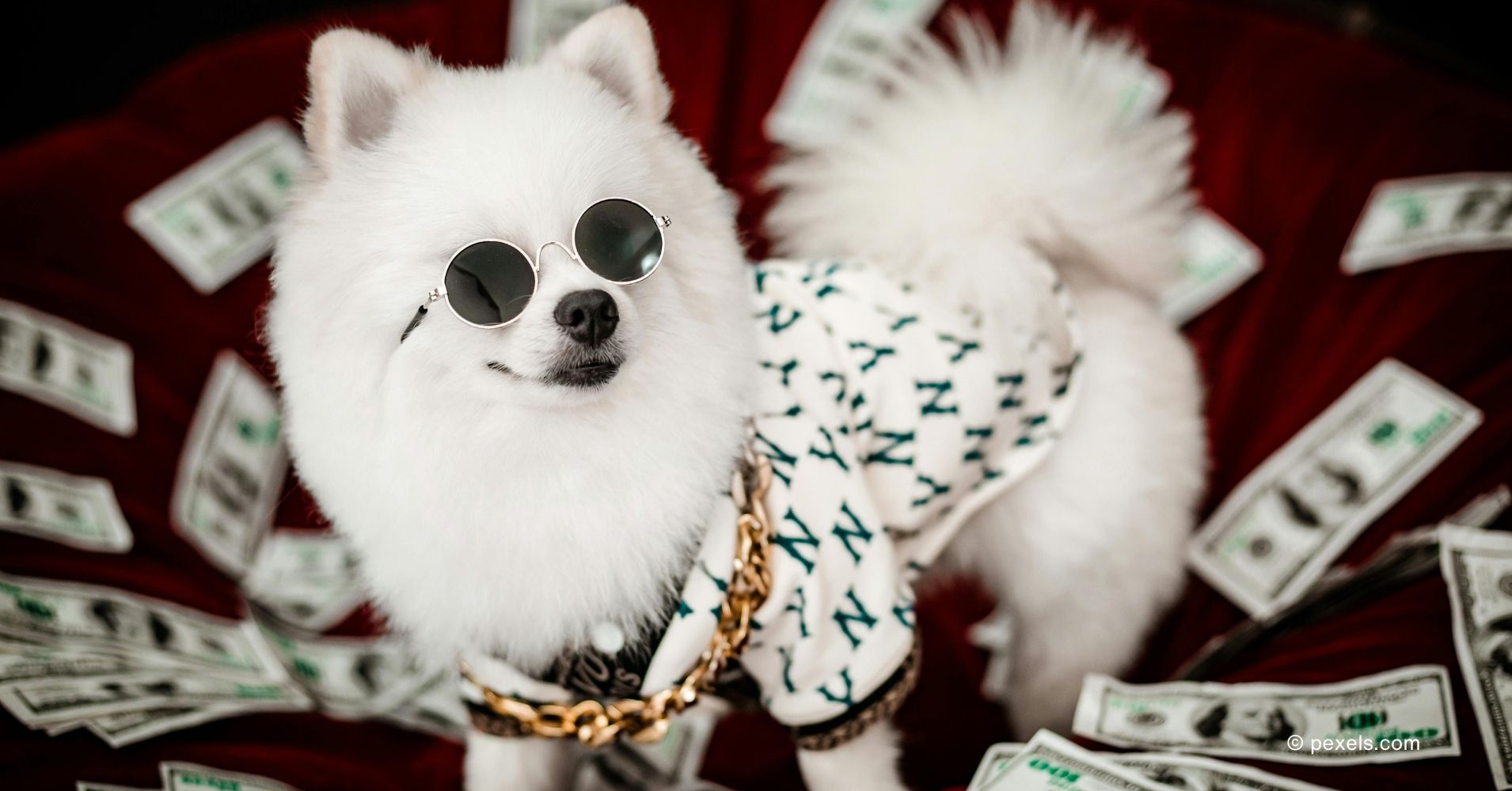 These 26 Dog Breeds Come with a Hefty Price Tag: The Most Expensive ...
