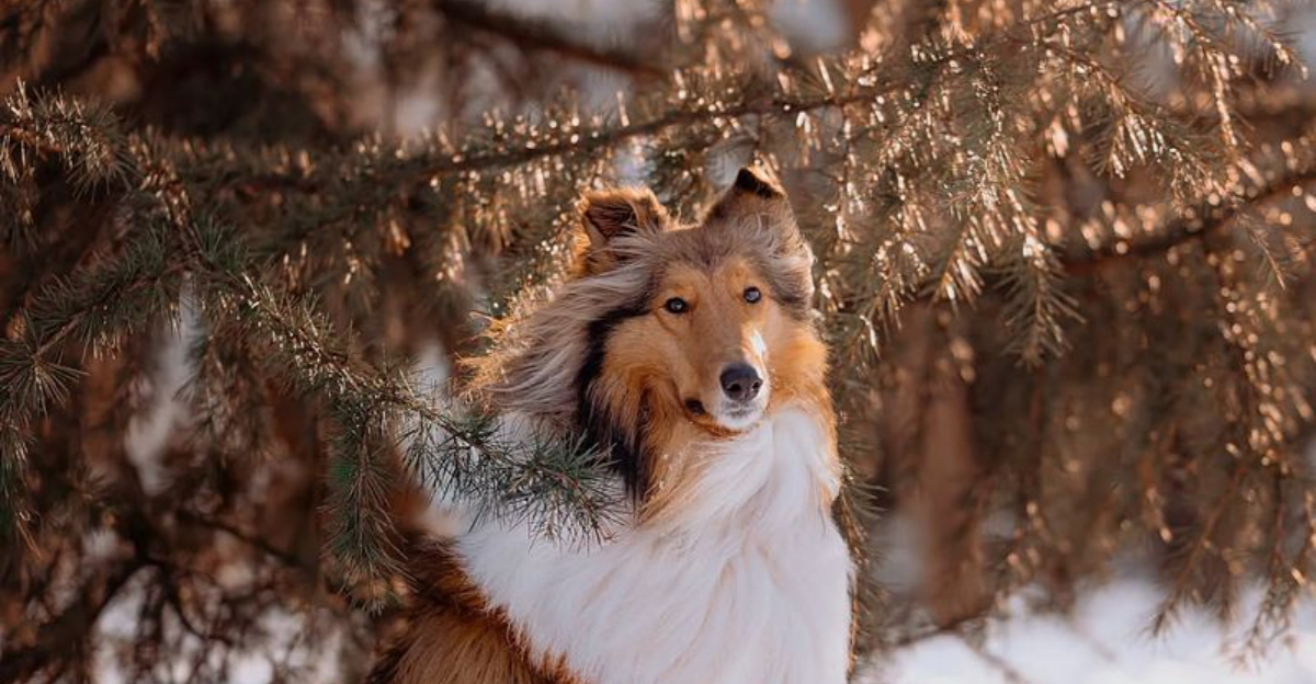 13 Iconic TV Dogs We Loved Growing Up – How Many Do You Remember ...