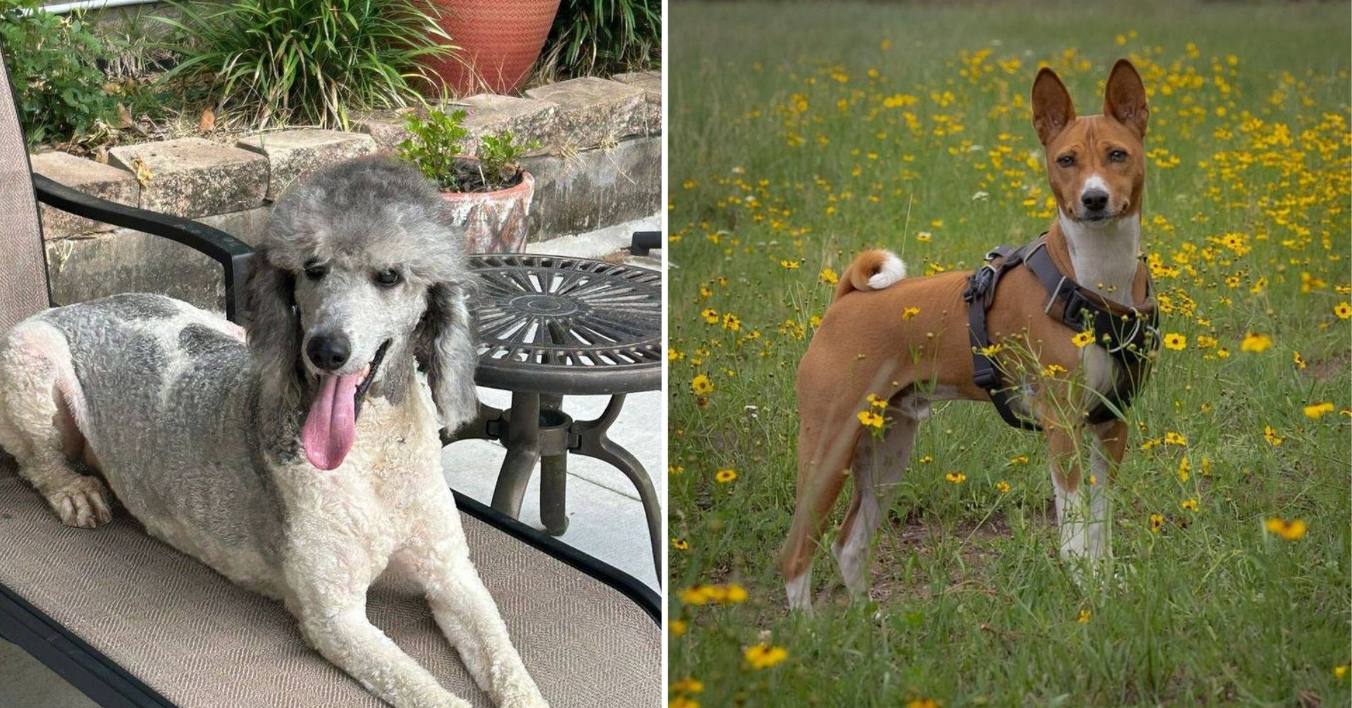 14 Smartest and 14 Dumbest Dog Breeds Ranked – Genius Pups vs. Lovable ...