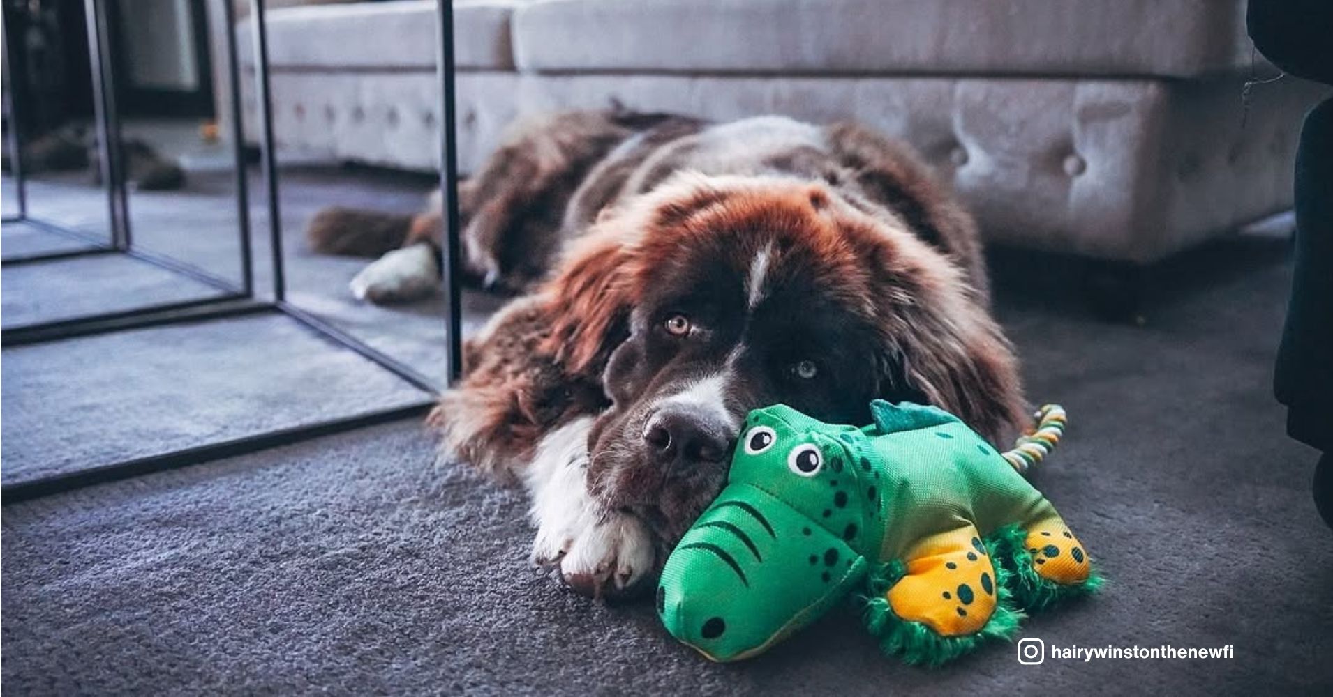 17 Dog Breeds That Bring Pure Joy (And 8 with Unexpected Mood Swings ...